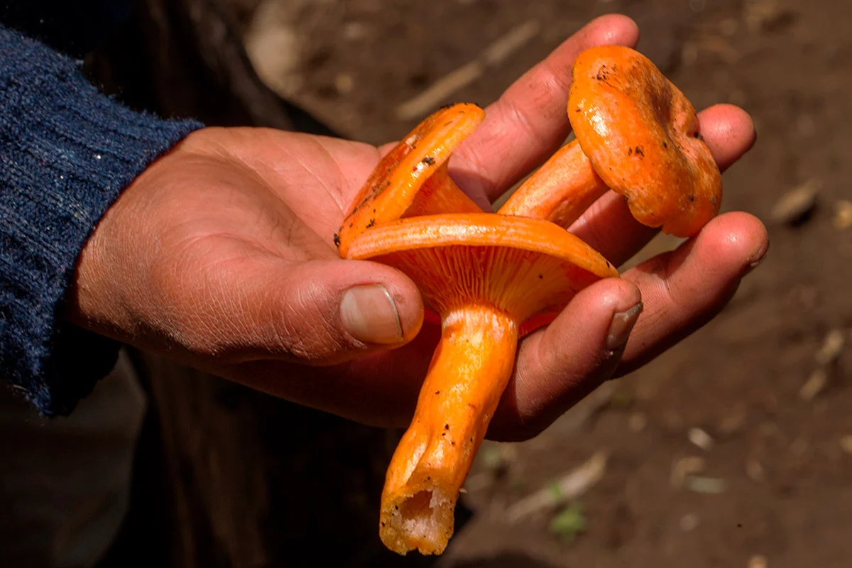 Temporada de hongos: tips para comprar, limpiar y cuidarlos