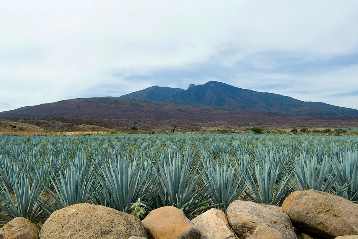 La lista definitiva de los tequilas que mejor representan a México ...