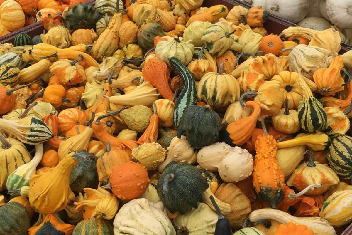 4 tipos de calabaza para cocinar esta temporada