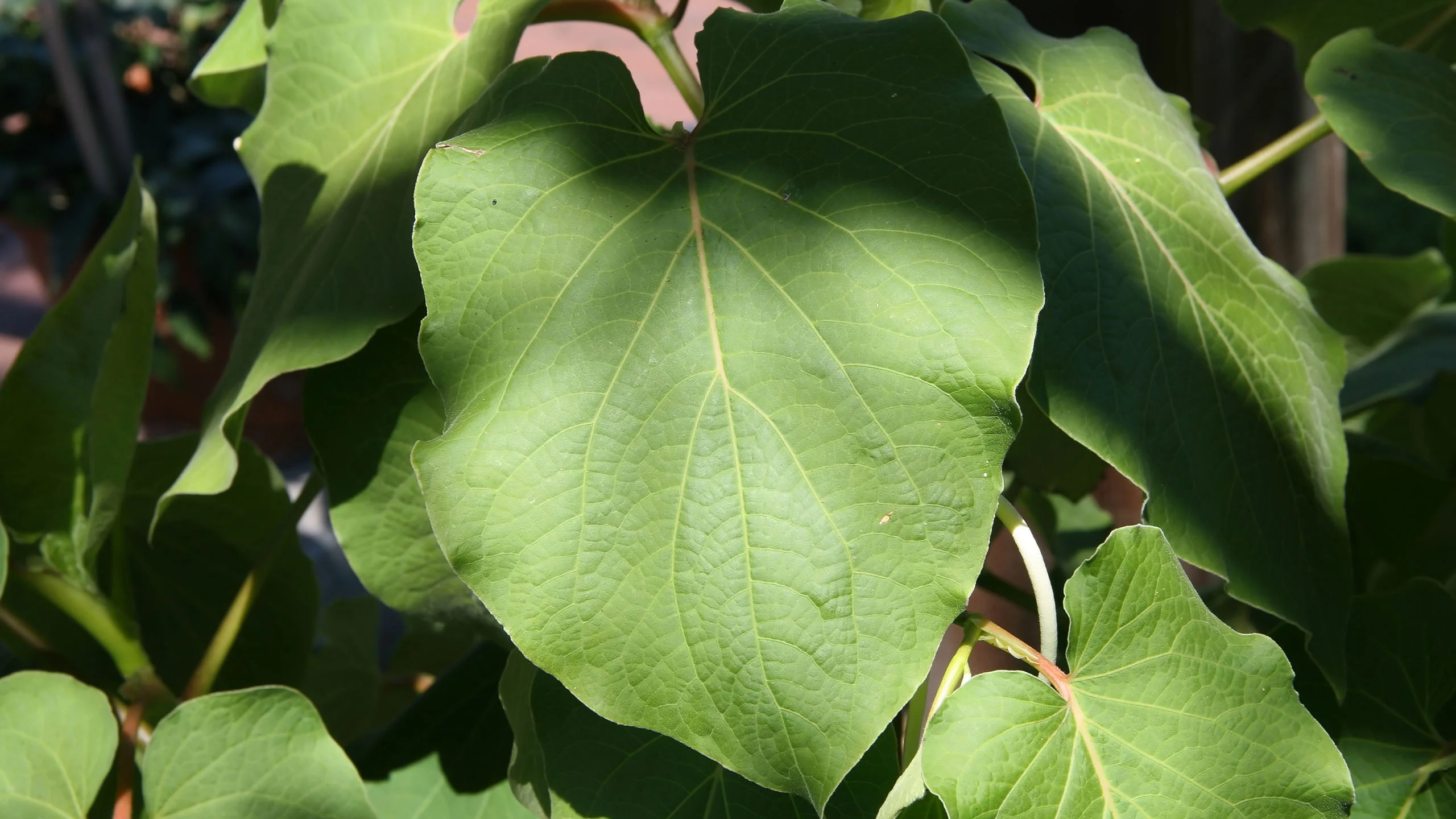 Cmo cuidar una planta de hoja santa? - Food & Wine en Español
