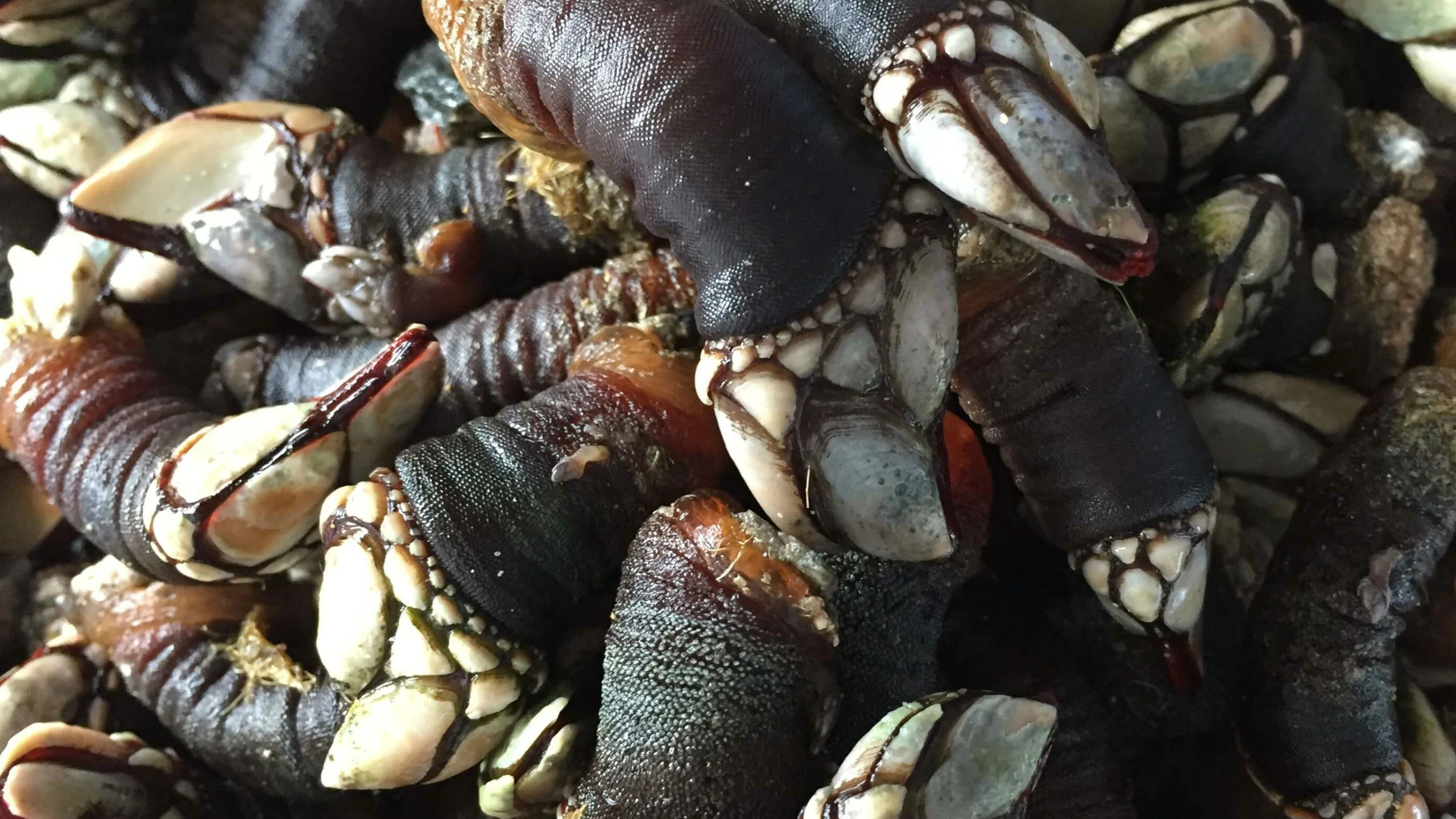 ¿Qué son y de dónde vienen los percebes? - Food & Wine en Español