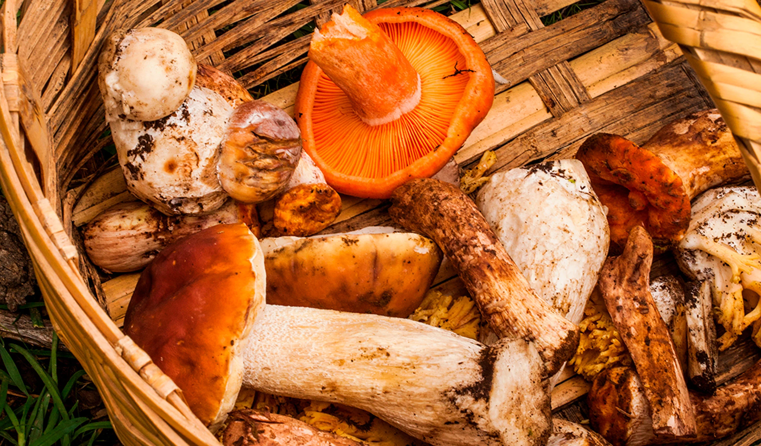 Tipos De Hongos Caros Fanático De Los Hongos Y Setas? Estos Son