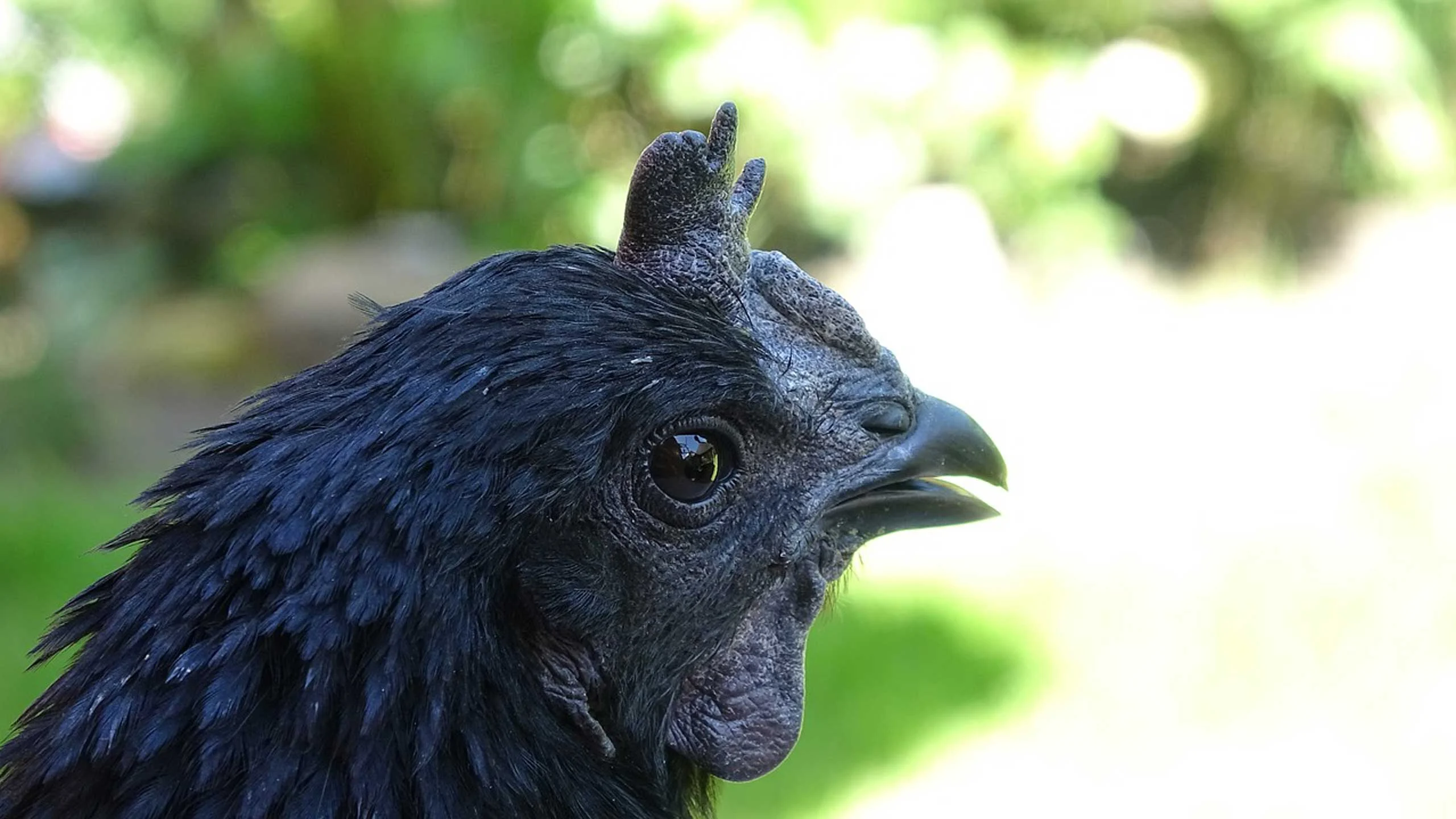 Razas De Pollos De Piel Negra Las 12 Mejores Razas De Gallinas De