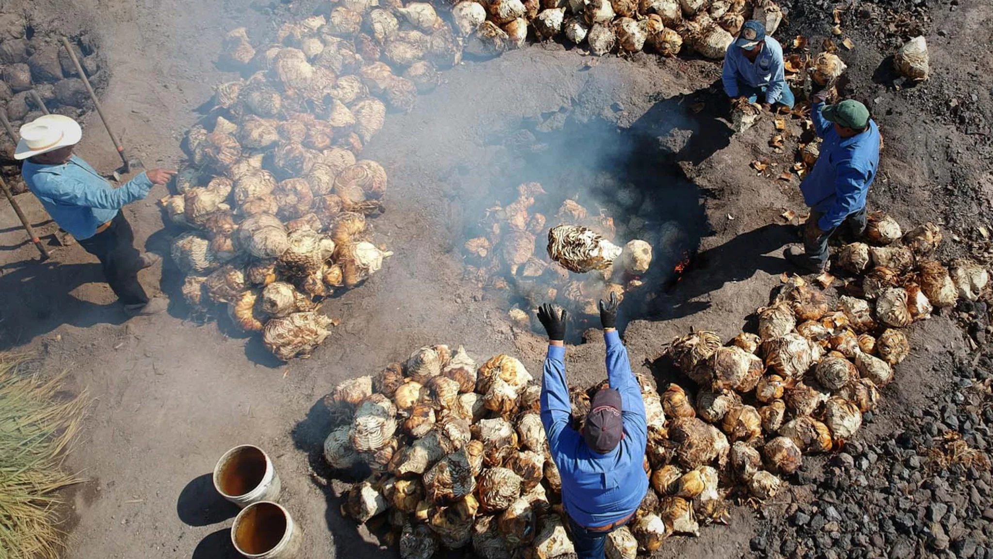Todo sobre el sotol, el destilado del norte de México