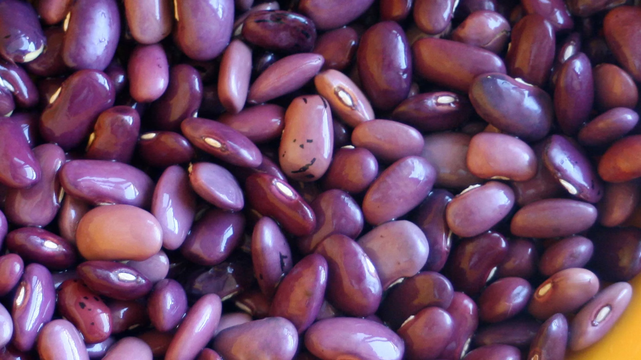 Qu son los ayocotes y para que los puedes usar