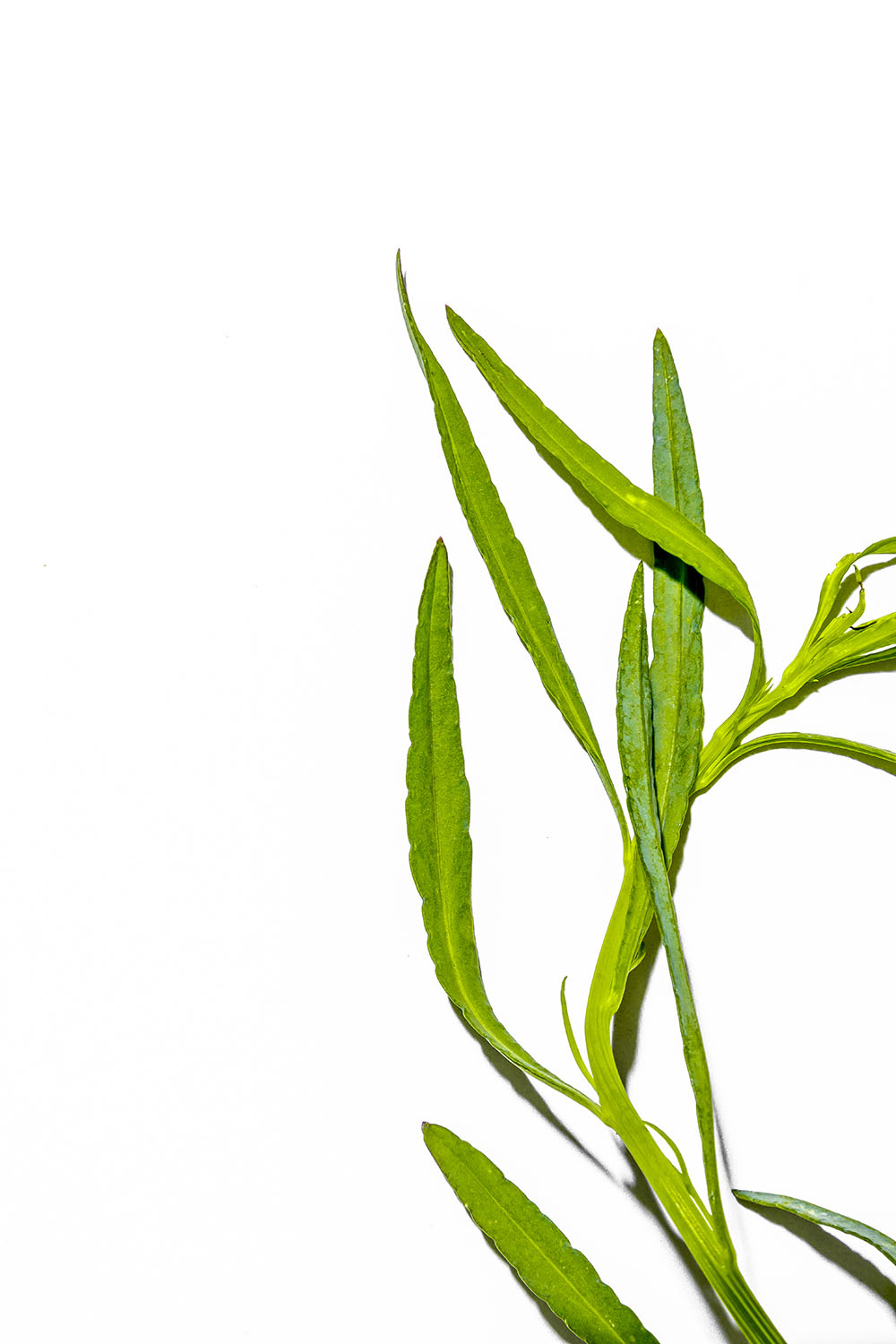 El chepil forma parte de las hierbas que se usan como quelites