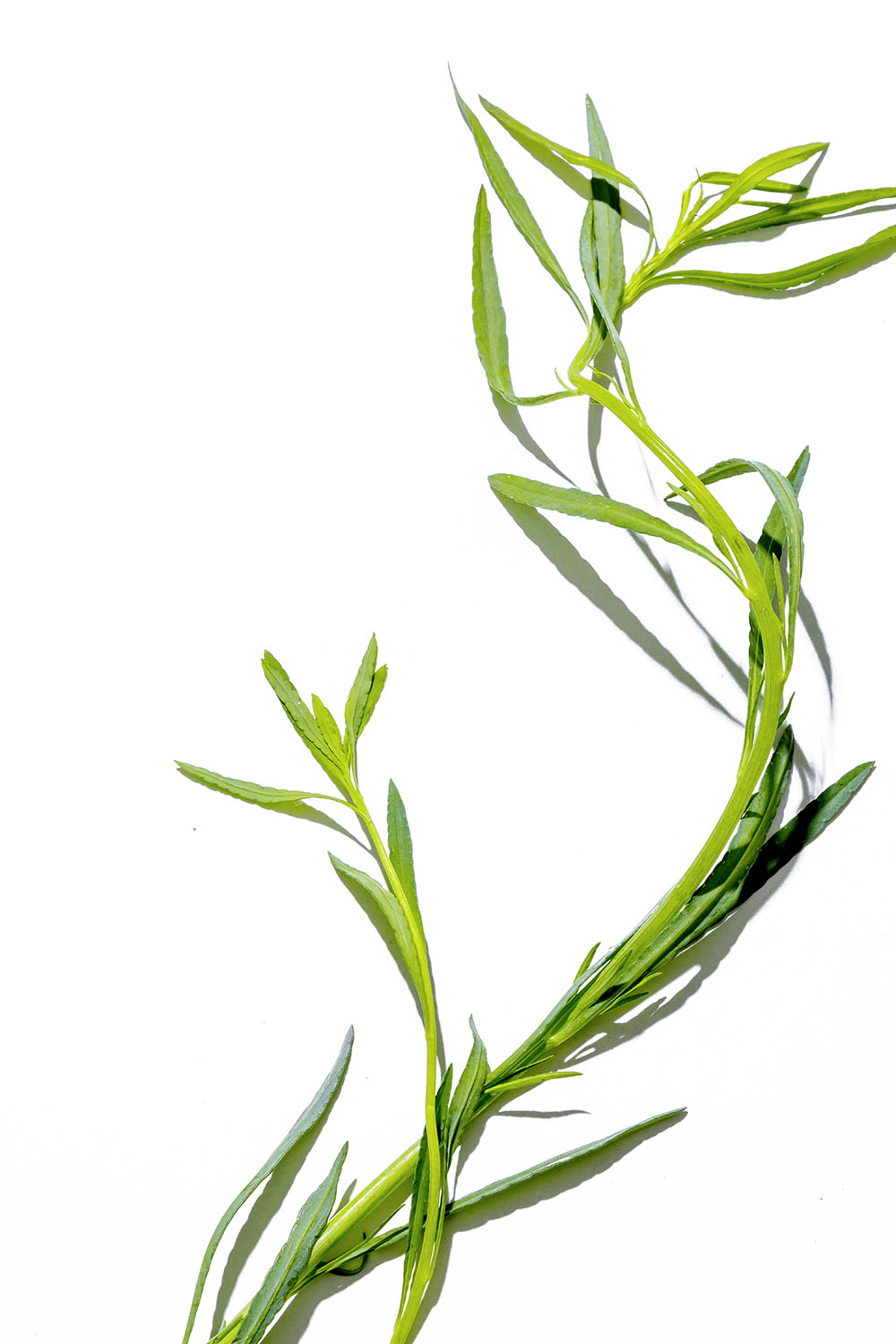 El chepil forma parte de las hierbas que se usan como quelites