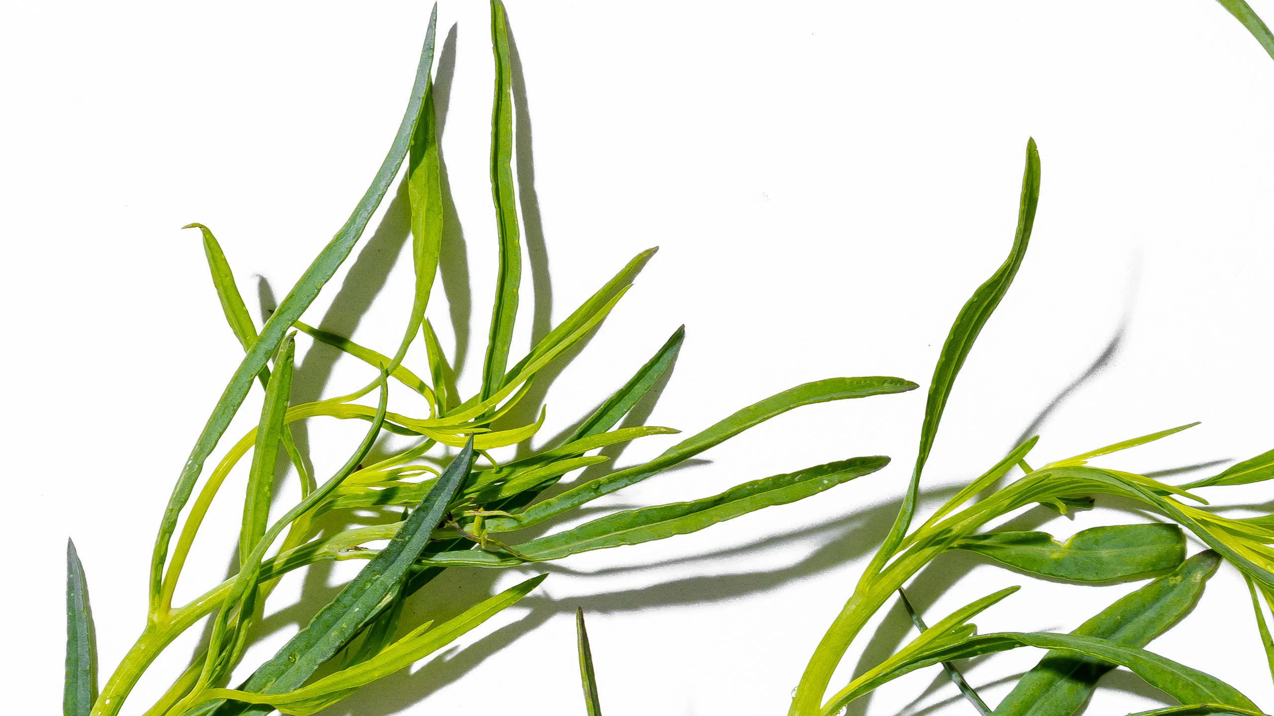 El chepil forma parte de las hierbas que se usan como quelites