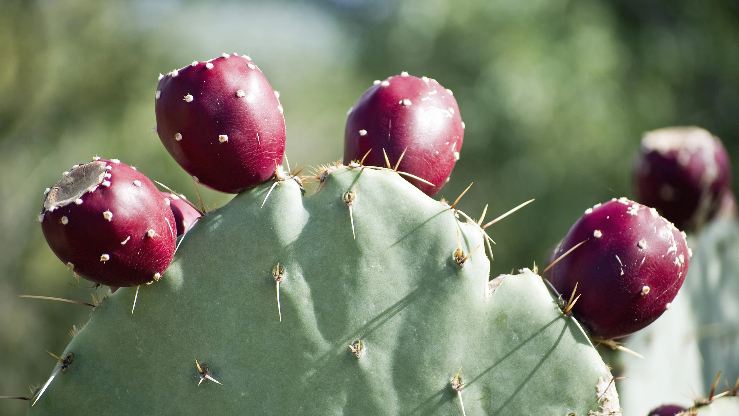 Beneficios De La Tuna Tuna Beneficios De La Fruta