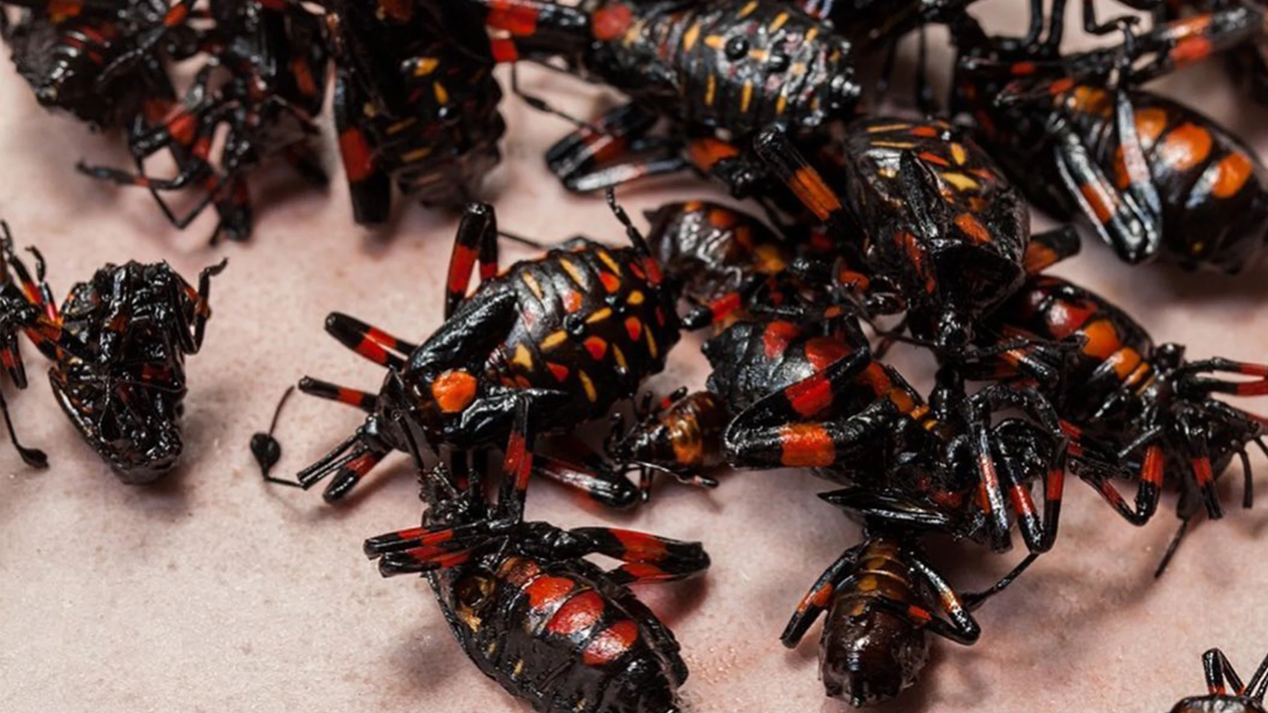 Xamues Y Jumiles Los Insectos Que No Conocas Food Wine En Espaol