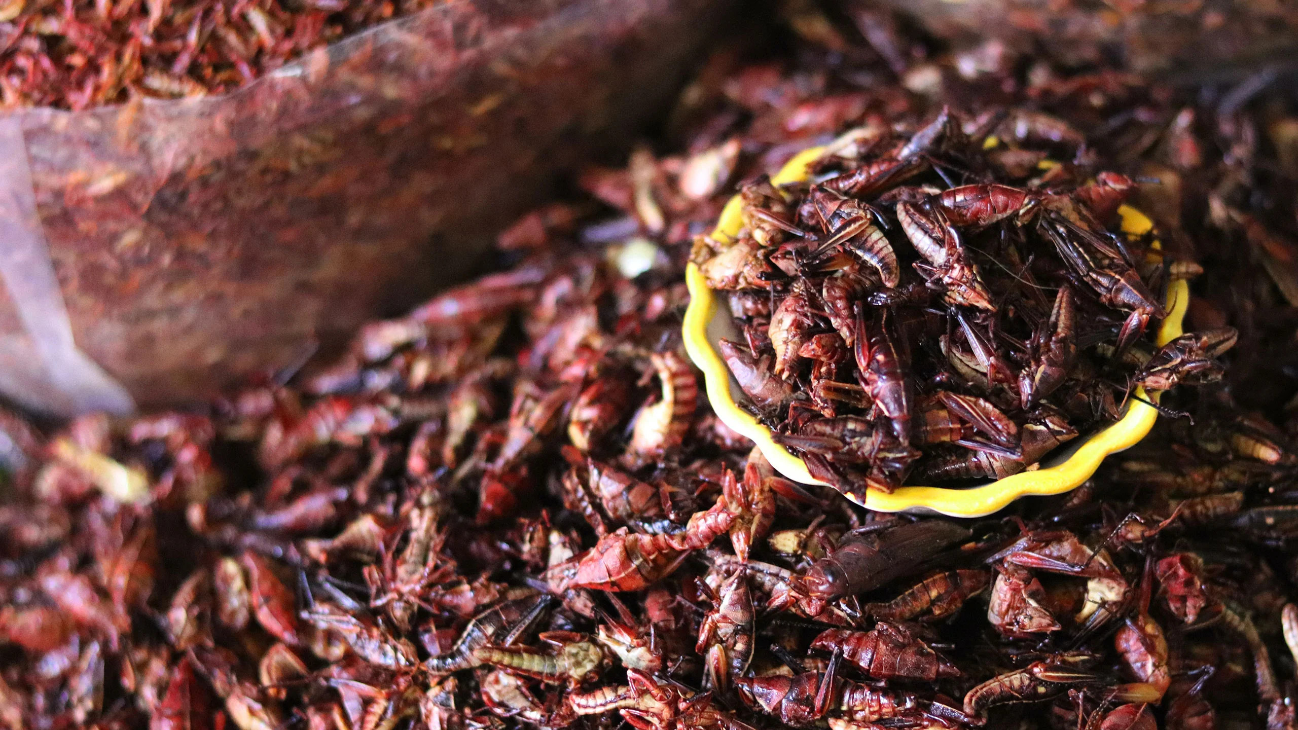 Insectos que son considerados superfoods y vale la pena comer