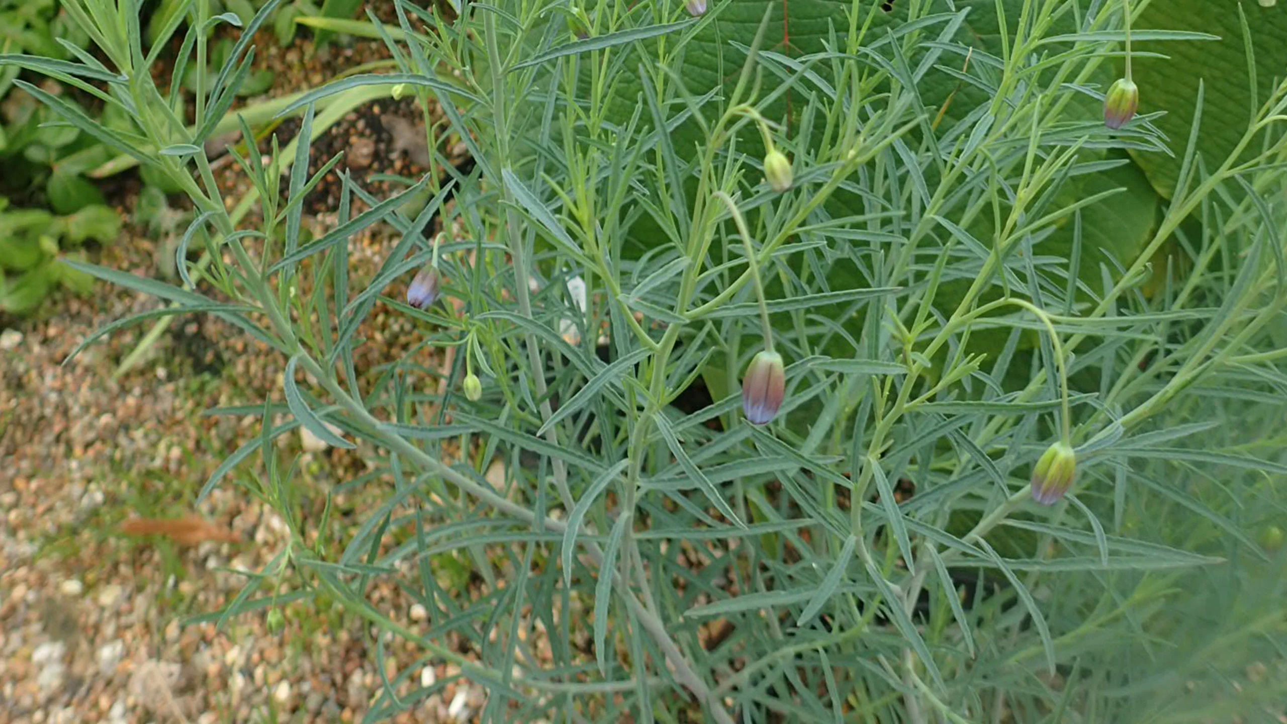 ¿Qué es el chepiche y cómo se usa en la cocina? - Actualidad