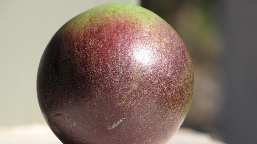 9 Beneficios de comer caimito o manzana de estrella