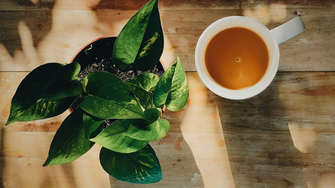 Qu es el chai y cmo prepararlo?