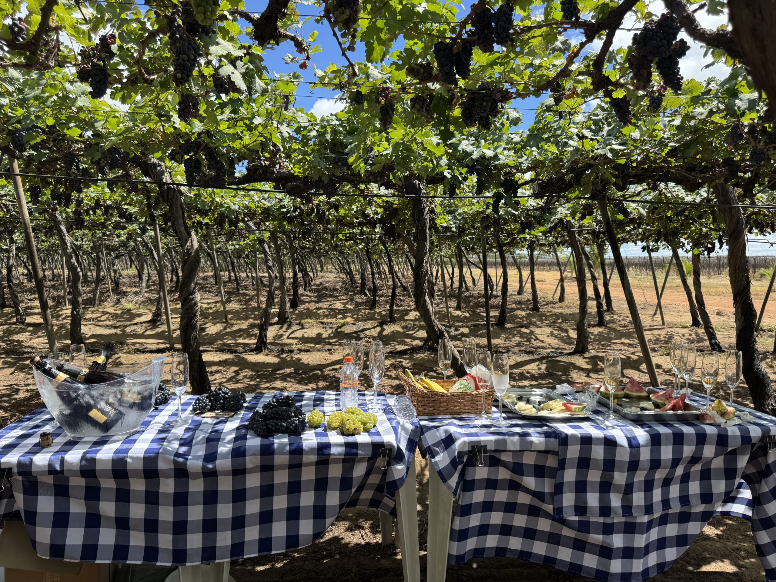 El terroir de los trópicos: Vale do São Francisco, una región vinícola ...