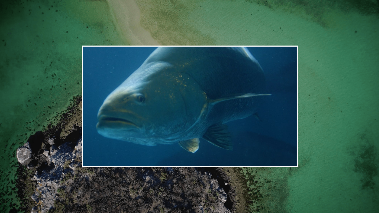 Totoaba Santomar: el pescado mexicano sustentable