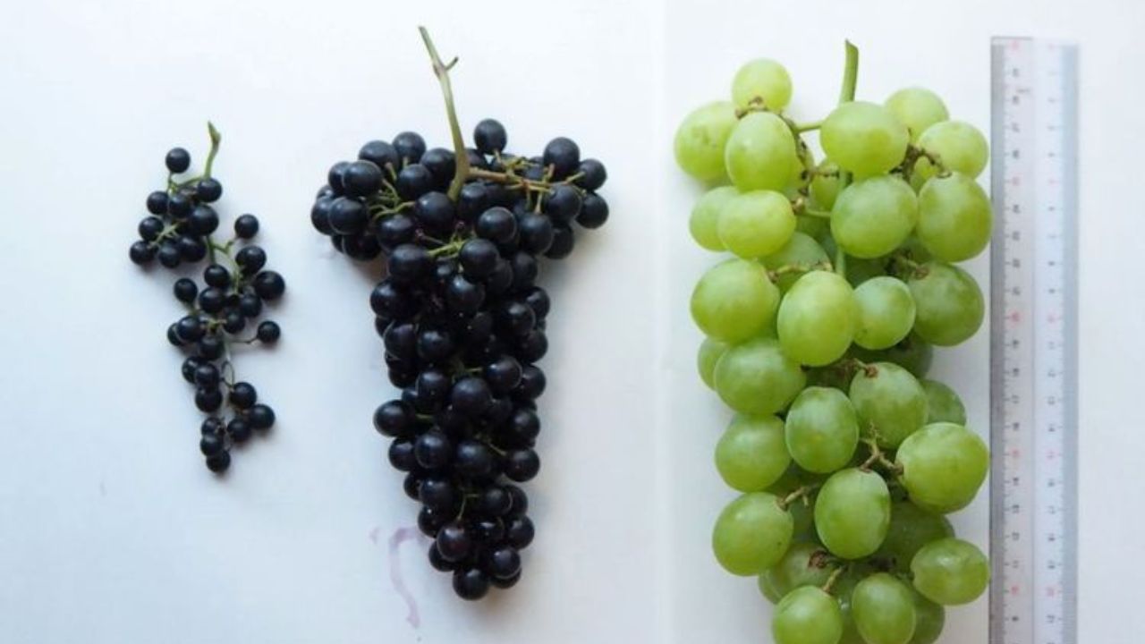 El nuevo vino "dulce" y "delicioso" directo desde Japón - Food & Wine ...