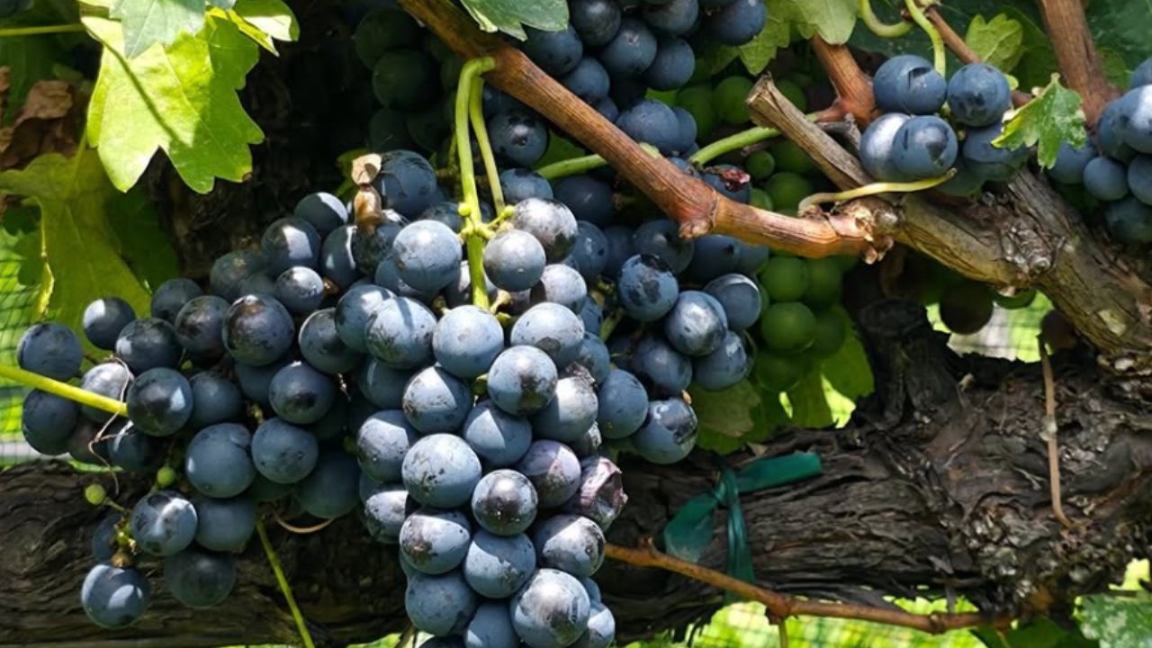 Altos Norte: vinos que nacen de la tierra y regresan a ella - Food ...